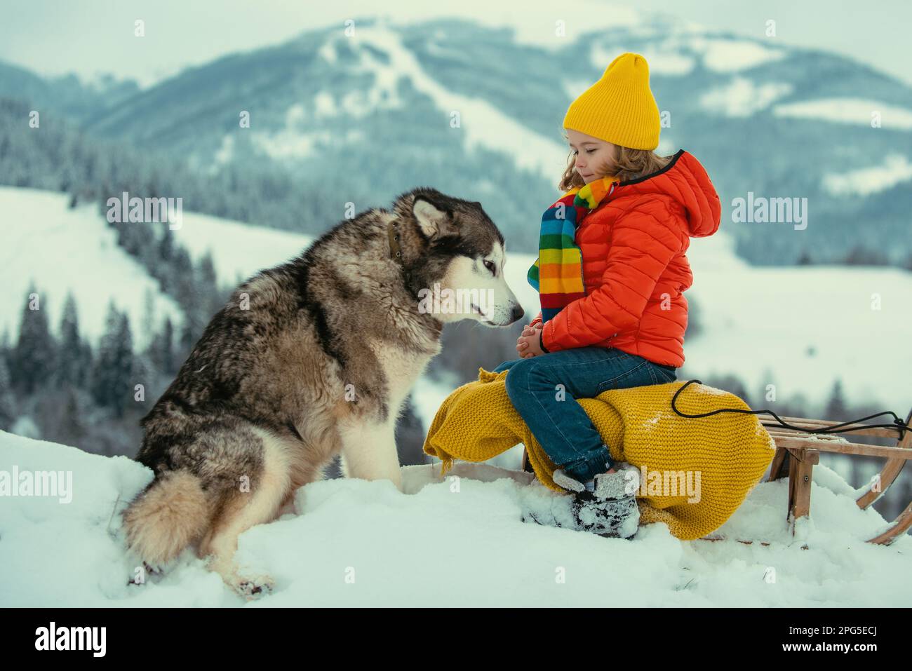 Siberian husky playing with kids hi-res stock photography and images ...