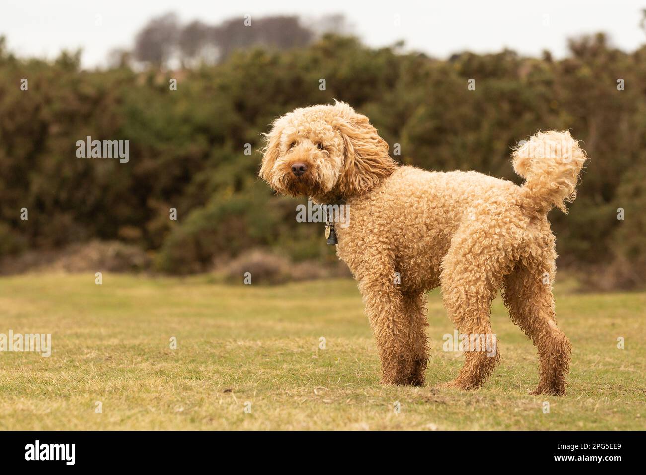 Cockapoos in the New Forest Stock Photo - Alamy