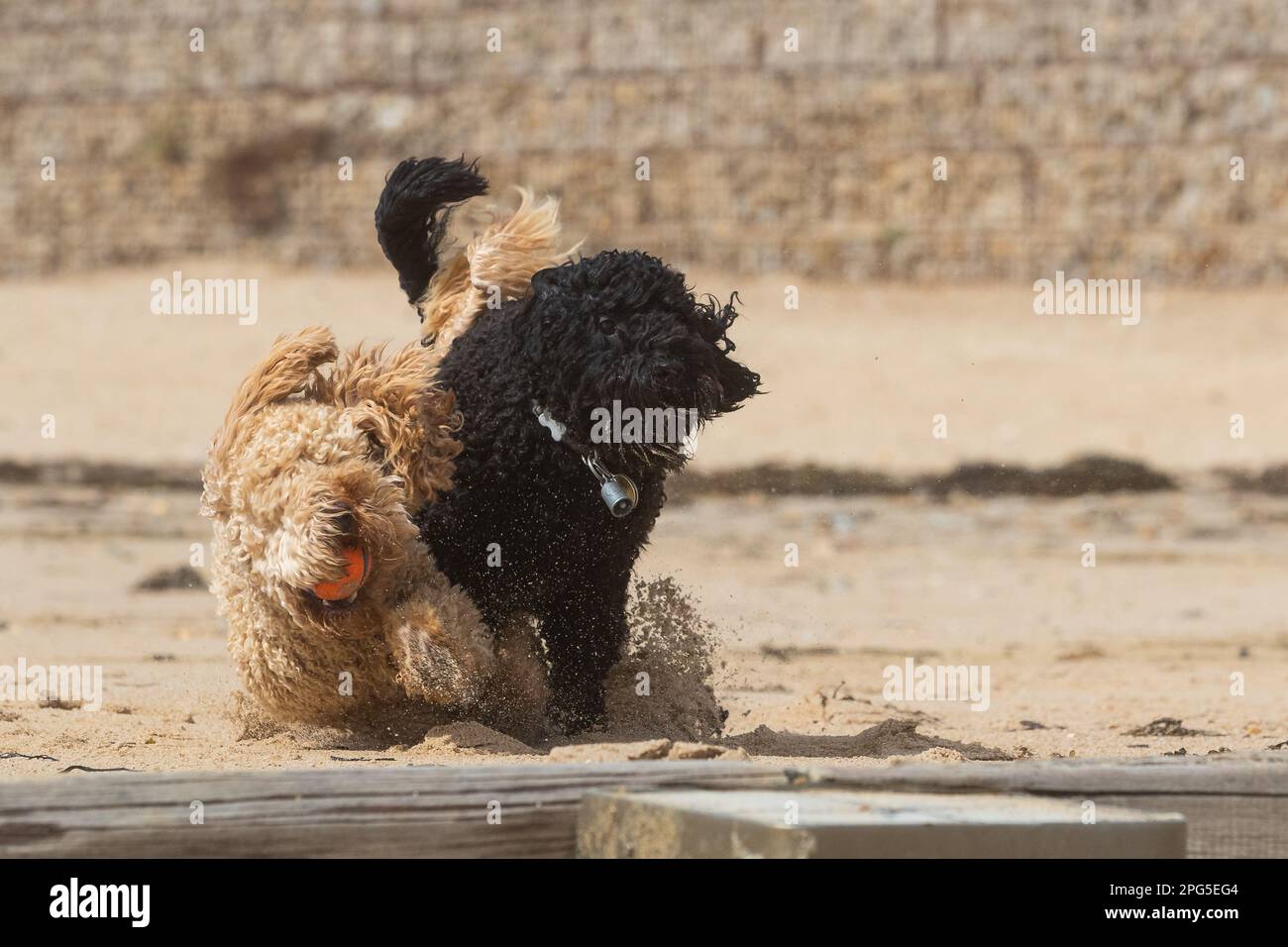 Dogs playing on a beach Stock Photo - Alamy