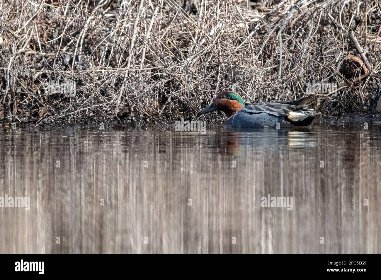 Green-winged teal drake near waters edge Stock Photo - Alamy