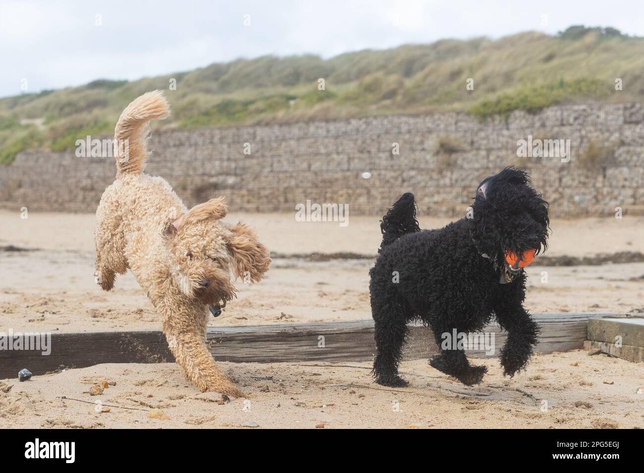 Dogs playing on a beach Stock Photo - Alamy
