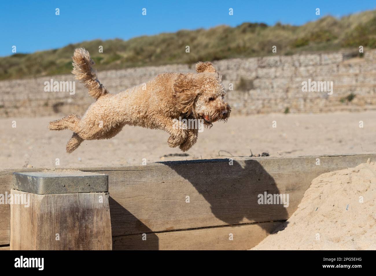 Black cockapoo beach hi-res stock photography and images - Alamy