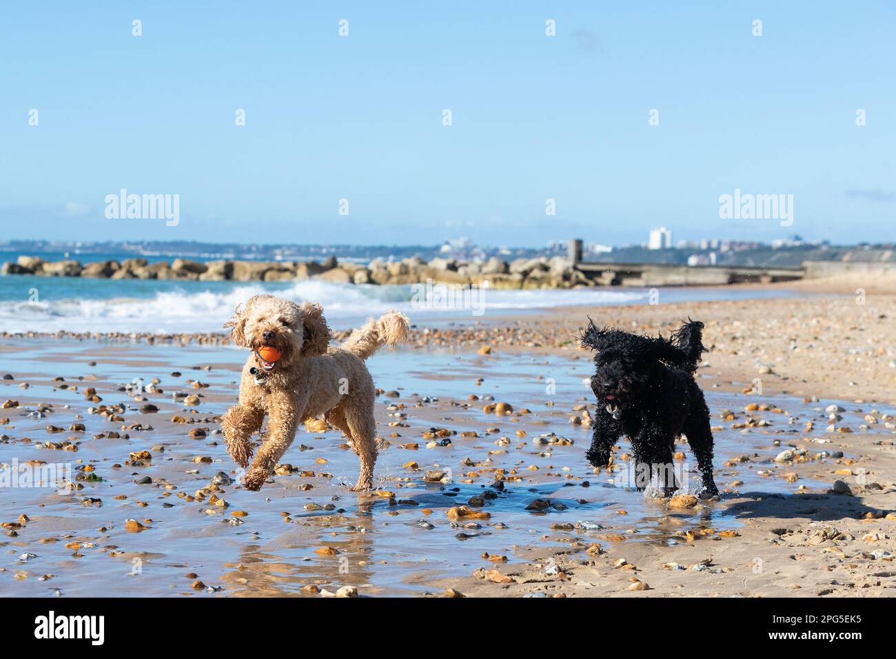 Dogs playing on a beach Stock Photo - Alamy