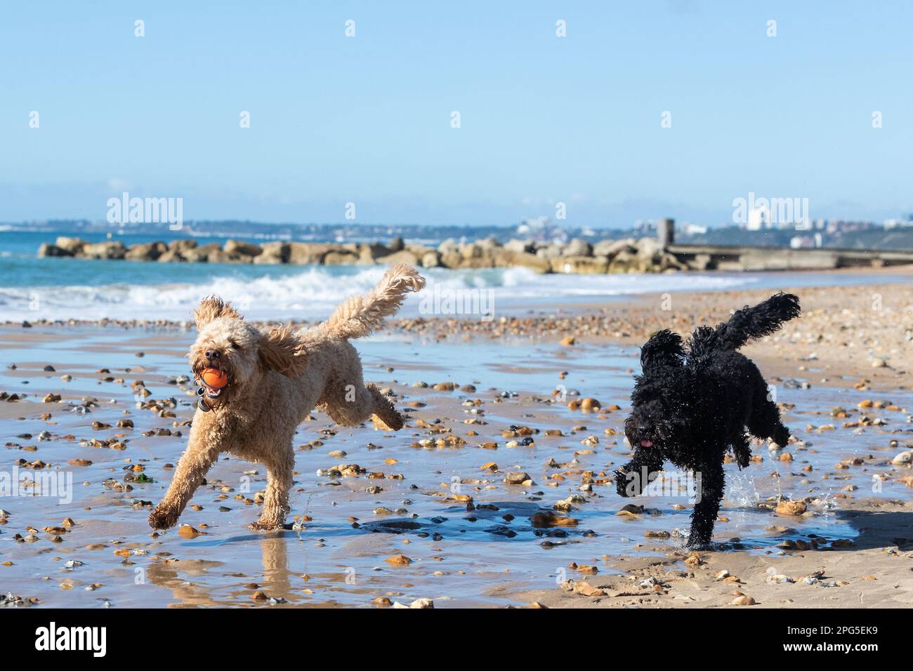 Dogs playing on a beach Stock Photo - Alamy