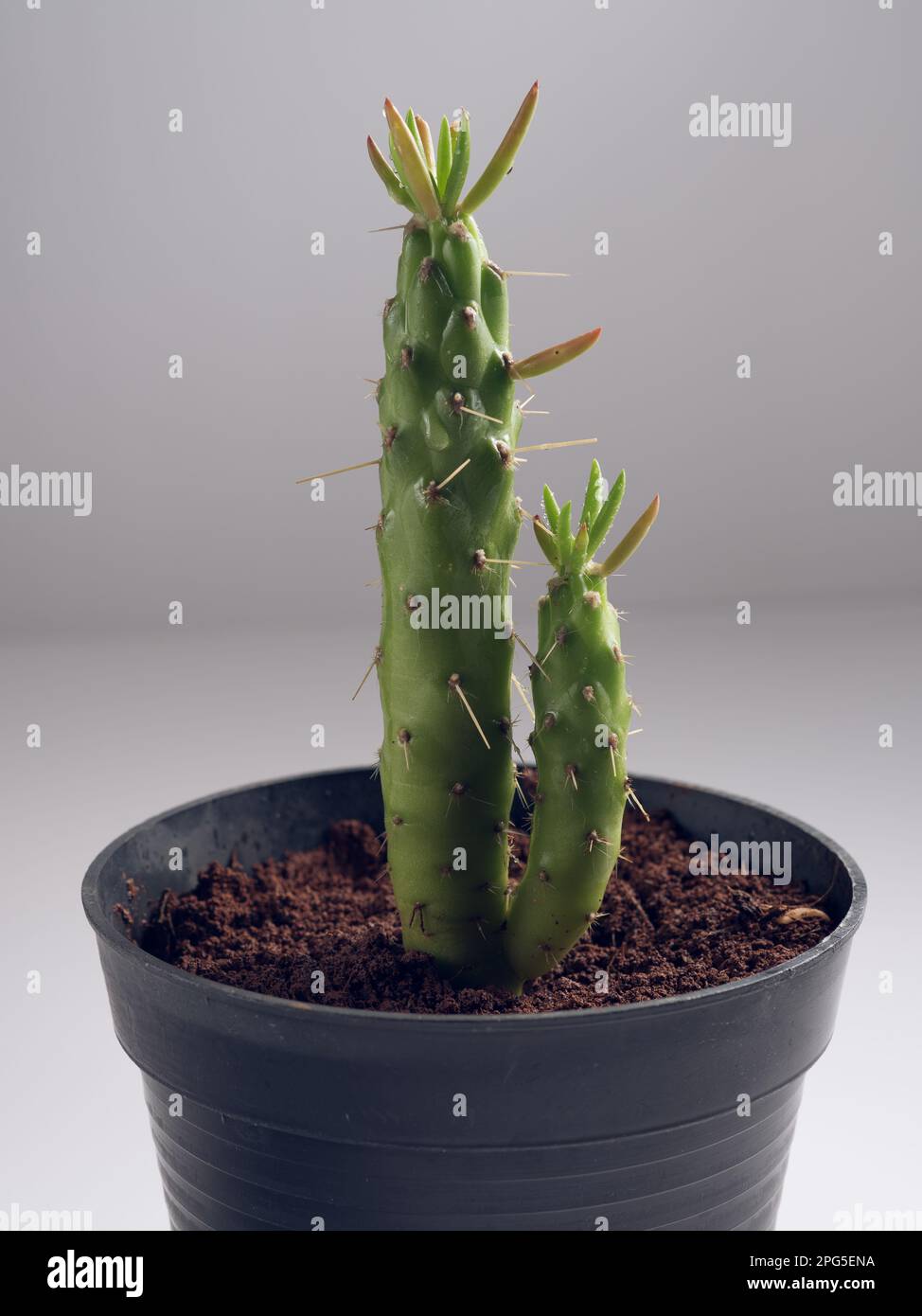 Very thorny cactus plants hi-res stock photography and images - Alamy