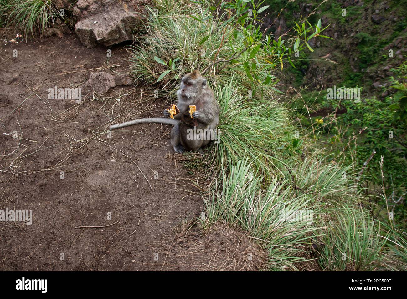 Monkey eating crackers hi-res stock photography and images - Alamy