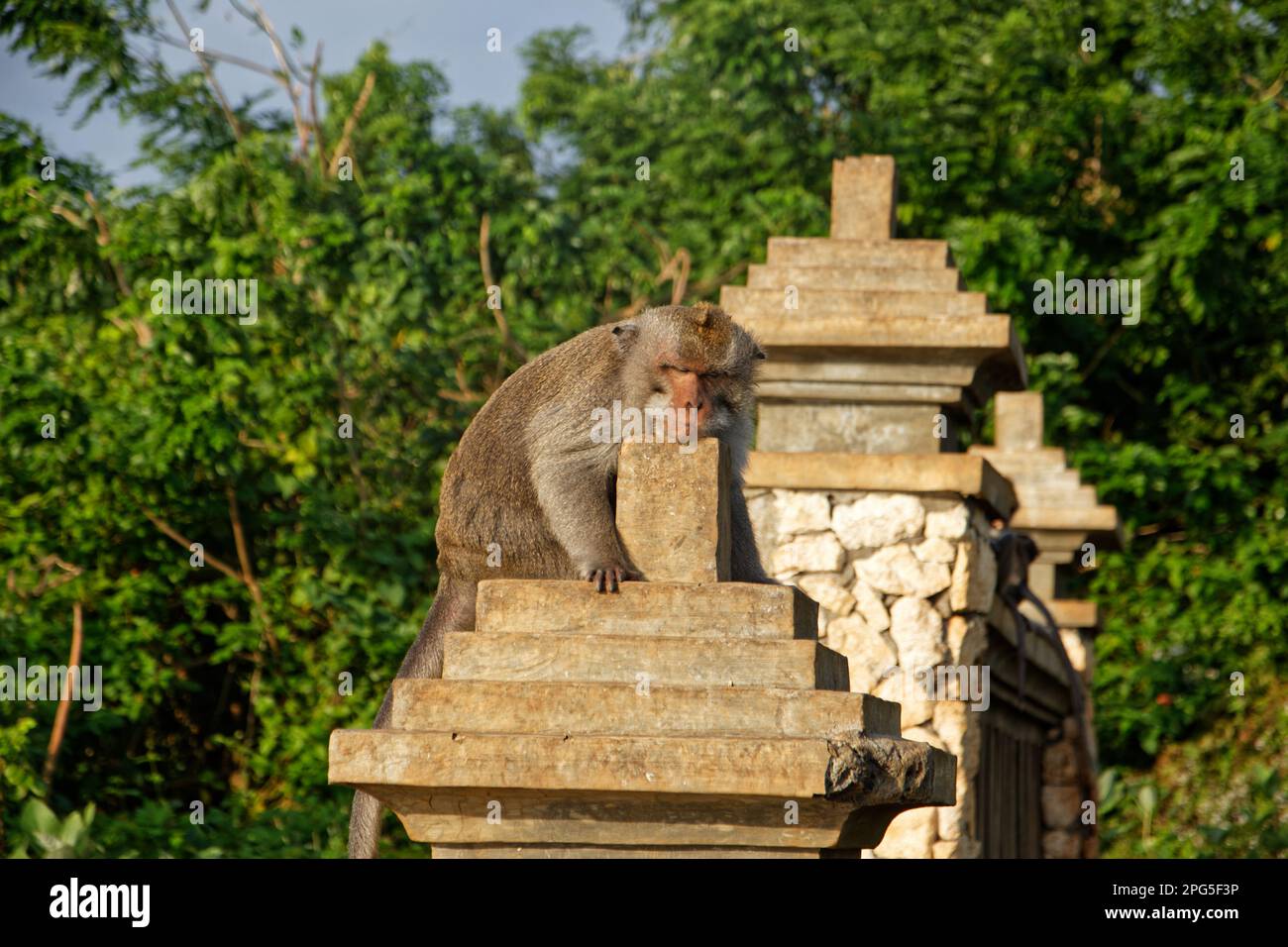 A tired macaque taking a nap on the walls of Uluwatu Temple, Bali ...