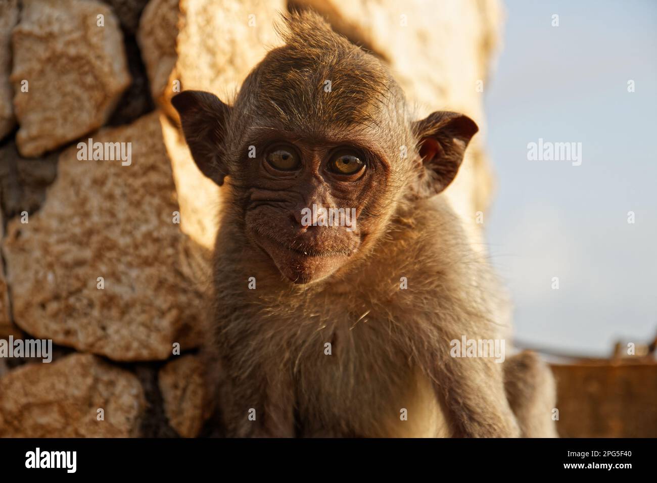 A lonely macaque at Uluwatu Temple, Bali, Indonesia Stock Photo - Alamy