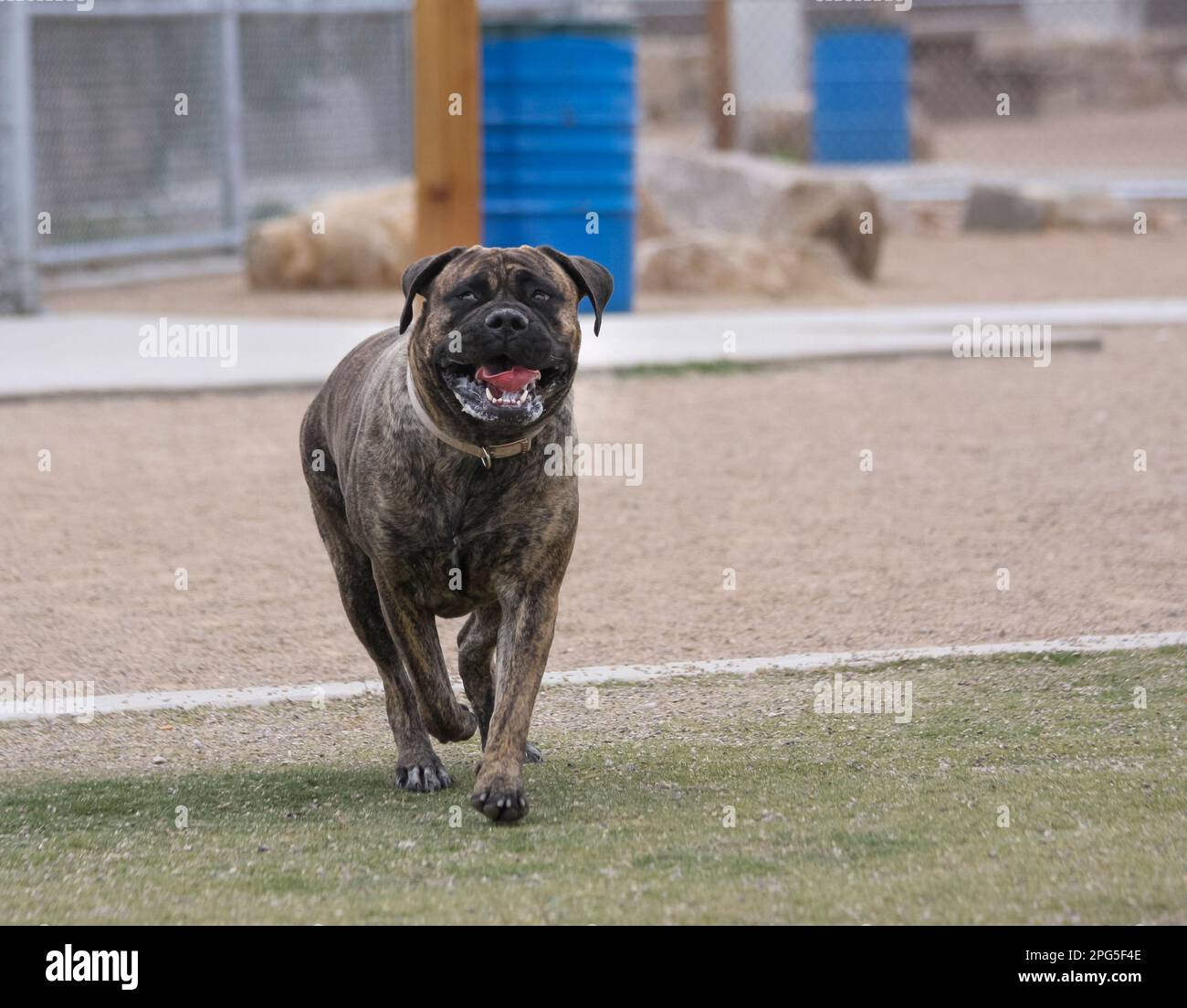 Mastiff playing in the park and running towards the camera Stock Photo ...