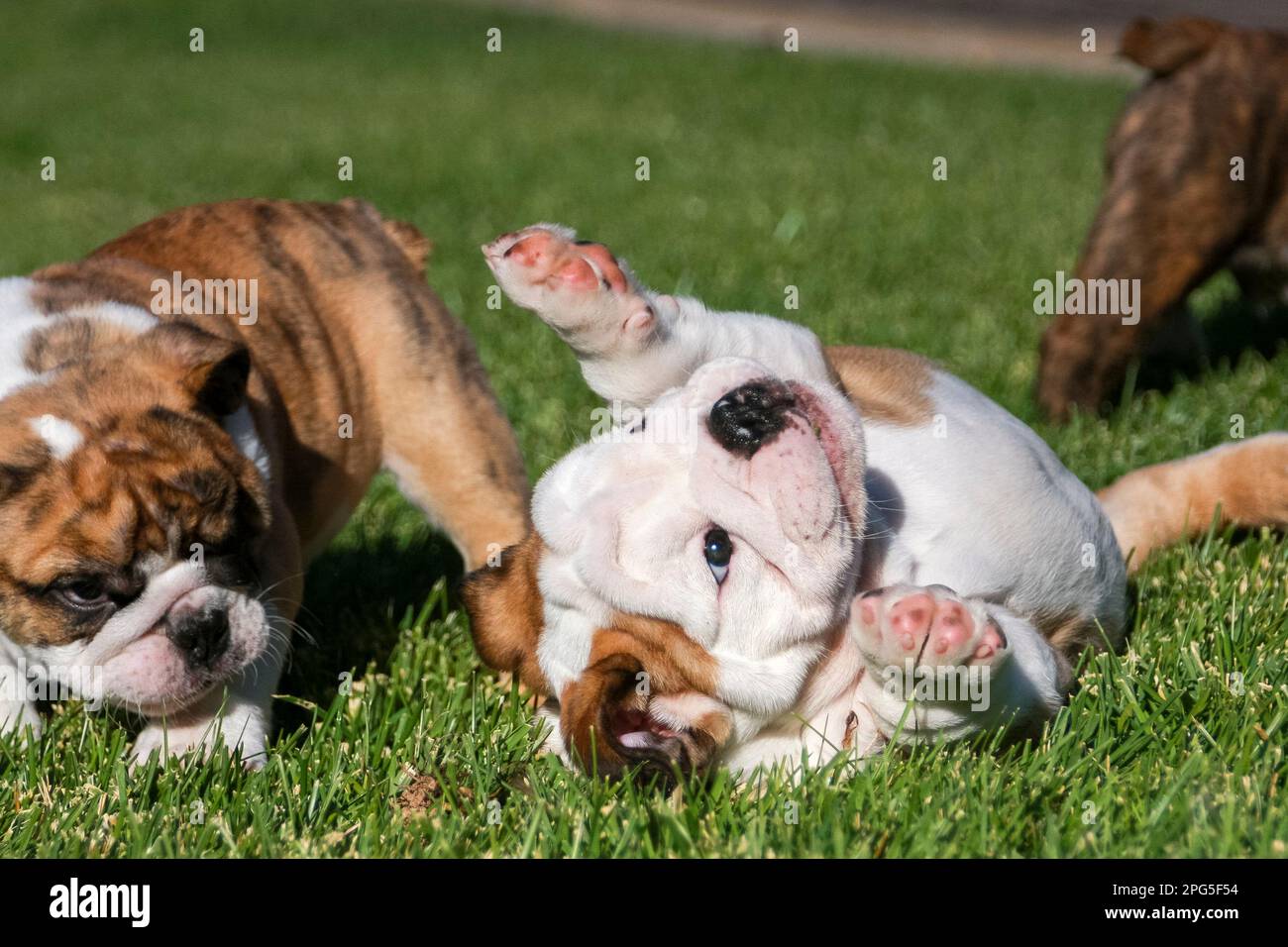 Young bulldog puppies rolling around and playing in the grass Stock ...