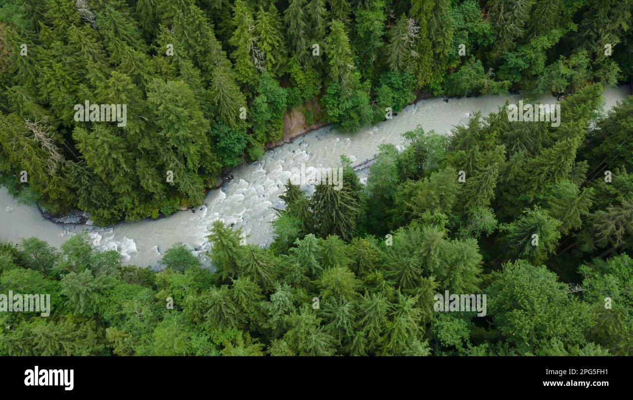 Carbon River Running Through Forest Stock Photo - Alamy