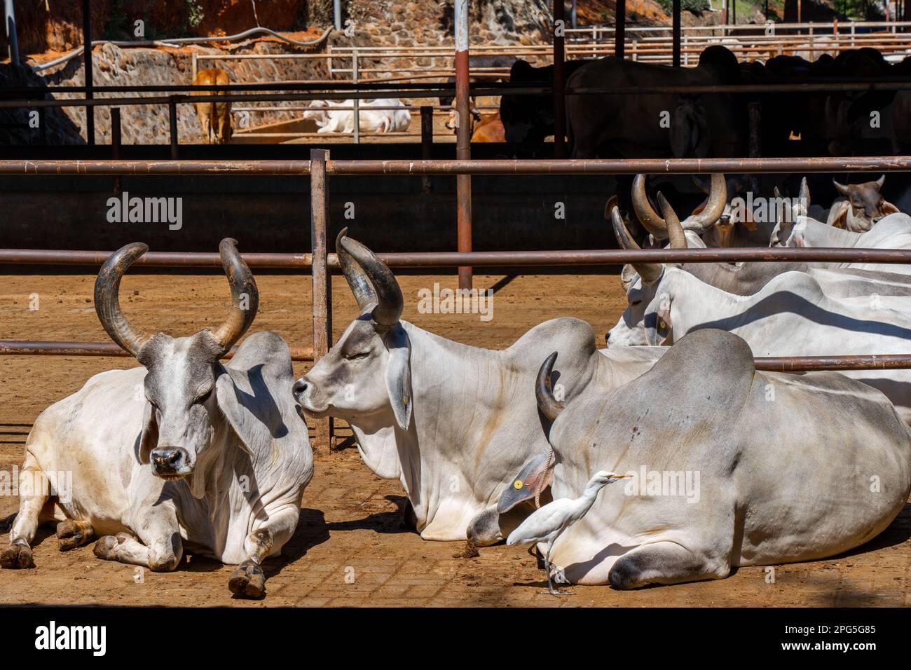 Group of relax cows at the indian farm. Portrait of young cow looking ...