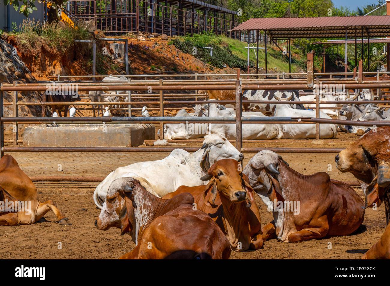 Group of relax cows at the indian farm. Portrait of young cow looking ...