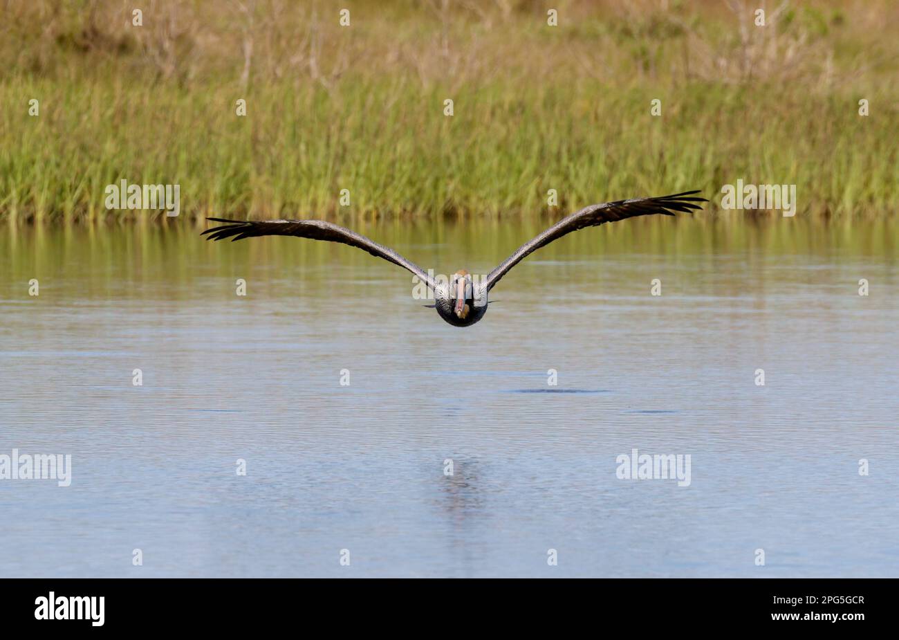 Brown pelican (Pelecanus occidentalis) flying over tidal marsh ...