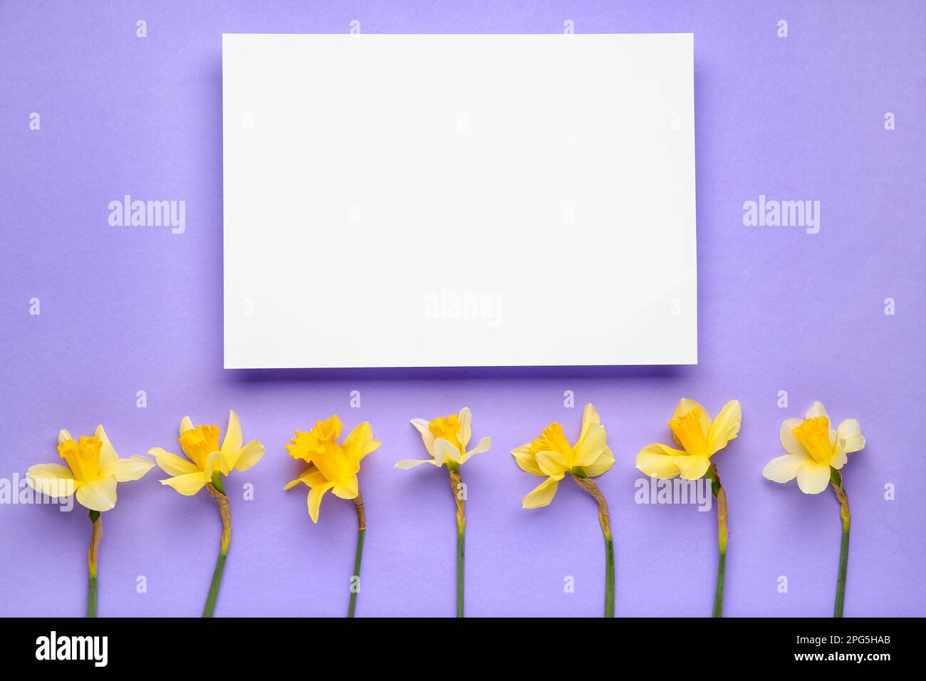 Beautiful narcissus and rectangular blank card on color background ...
