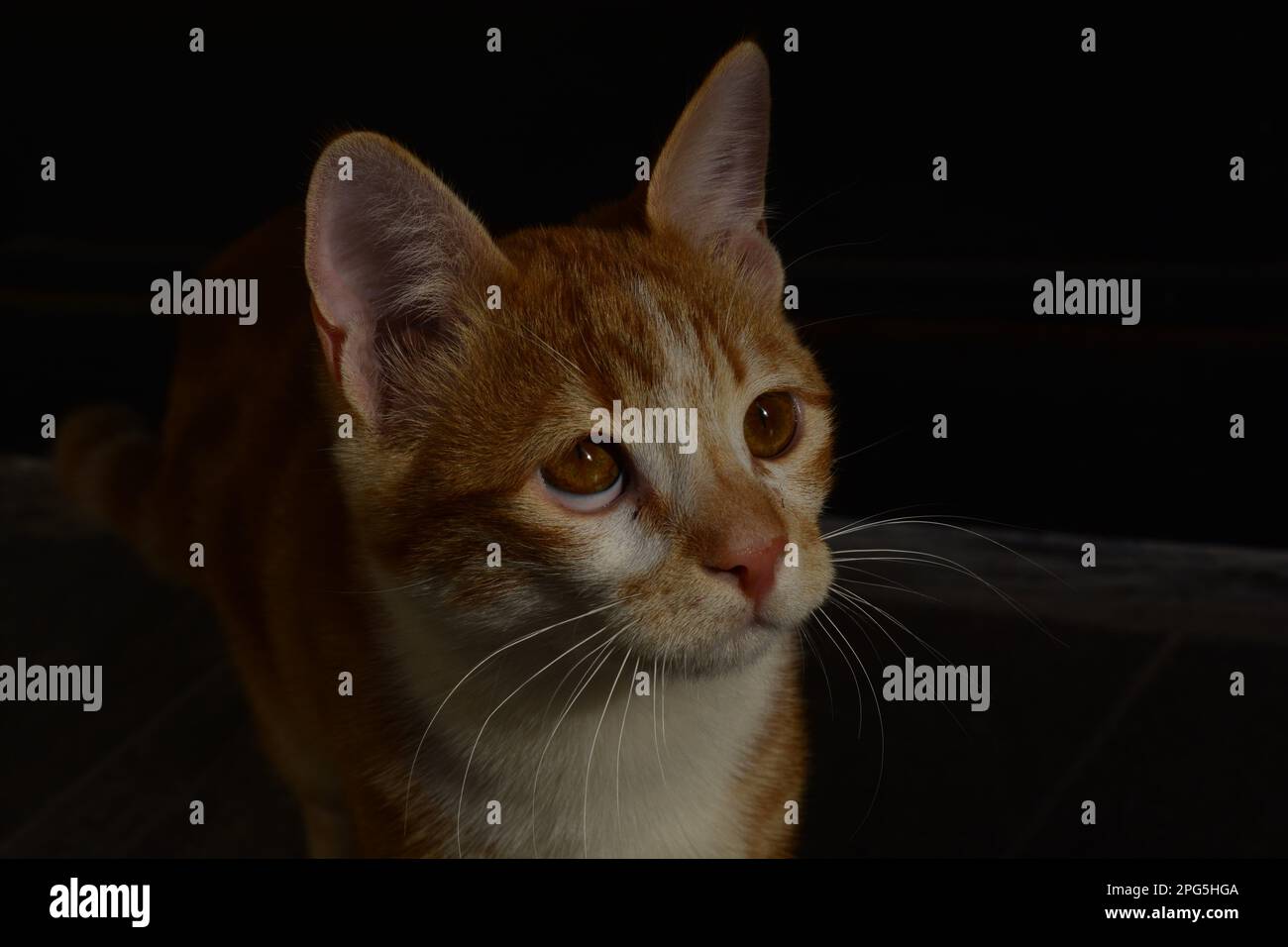 cute friendly golden cat Stock Photo - Alamy