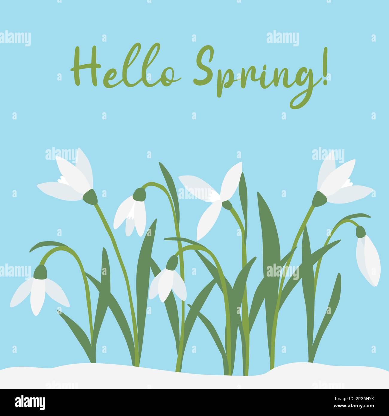 Greeting card with snowdrops spring flowers, Hello Spring text, vector ...