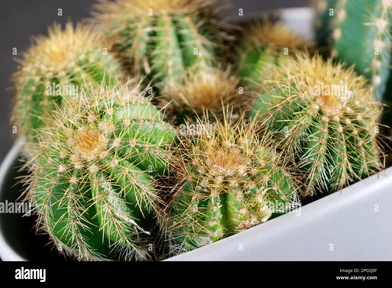 upper view of green cactus plant in a grey pot Stock Photo - Alamy