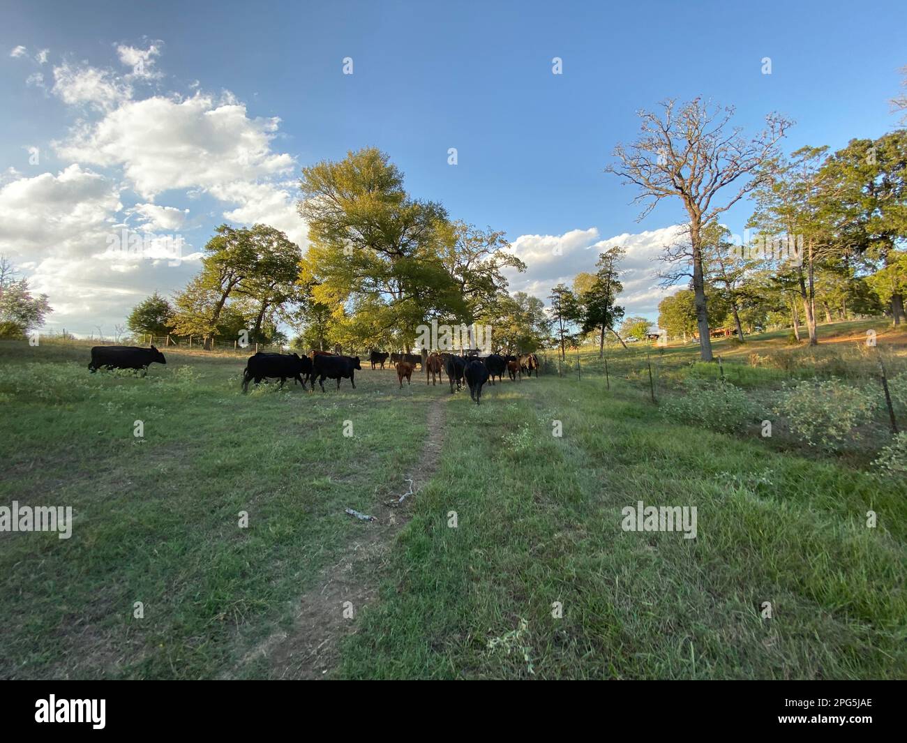 A day at the ranch Stock Photo - Alamy
