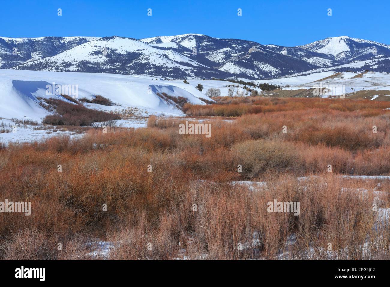 dense riparian vegetation along big skunk creek in winter below the ...