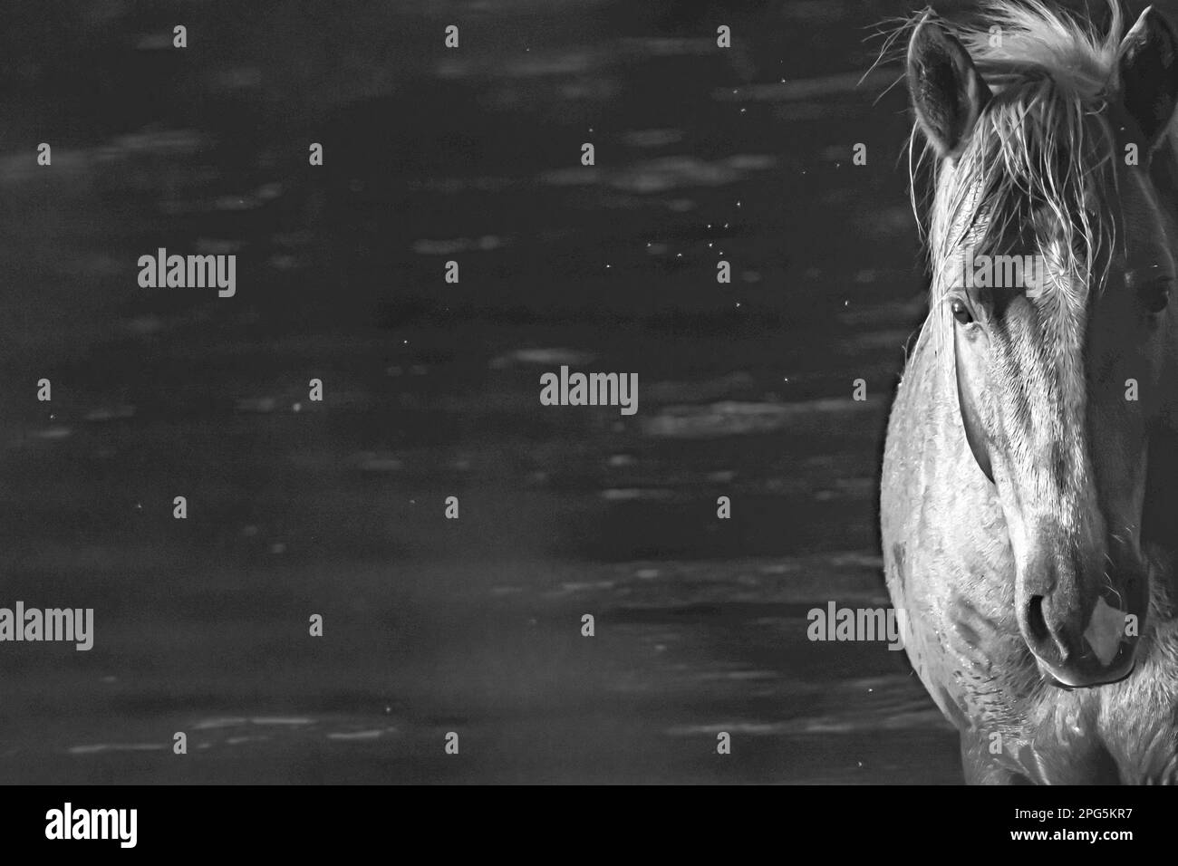 Wild horses black white hi-res stock photography and images - Alamy