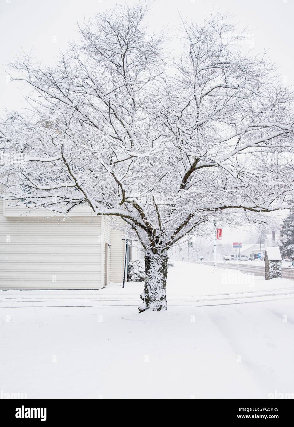 Wet snow covering front yard tree from quick winter storm Stock Photo ...