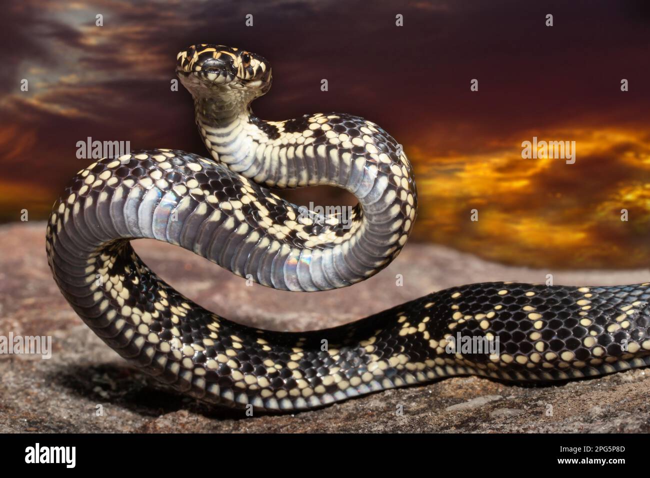 Highly venomous Broad-headed Snake in strike position Stock Photo - Alamy