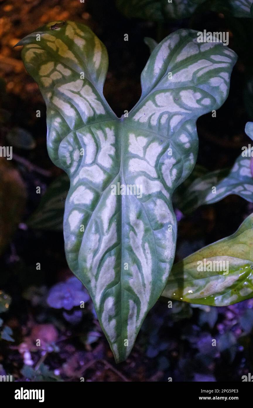Beautiful leaf pattern of Cercestis Mirabilis, a rare tropical ...