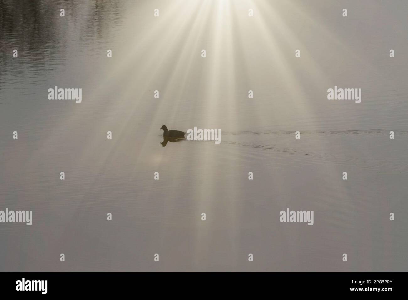 Crossing the pond hi-res stock photography and images - Alamy