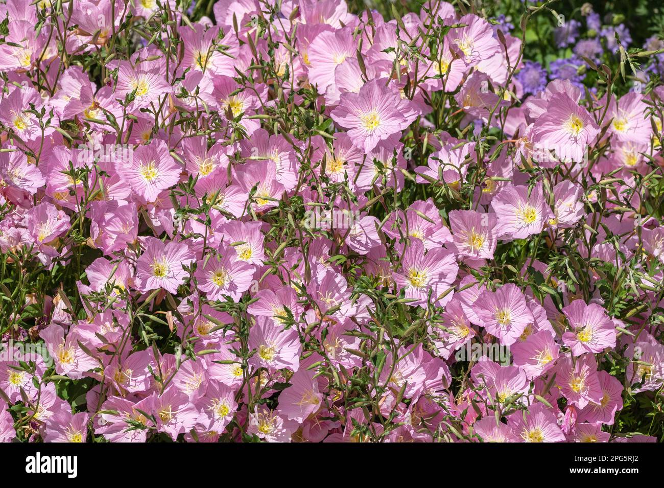 Pink evening primrose hi-res stock photography and images - Alamy