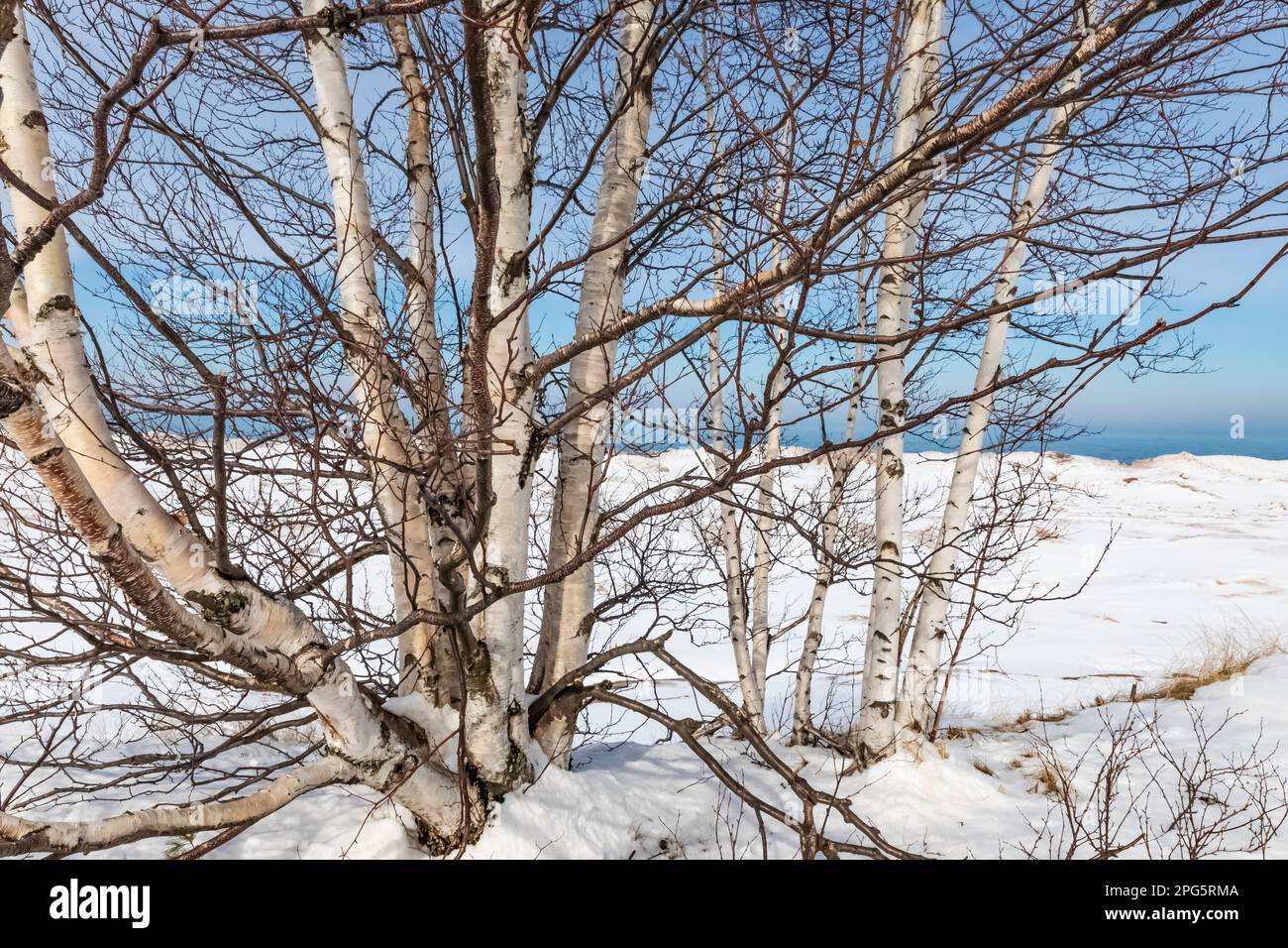View of Lake Superior with Paper Birches along M-28 between Munising ...