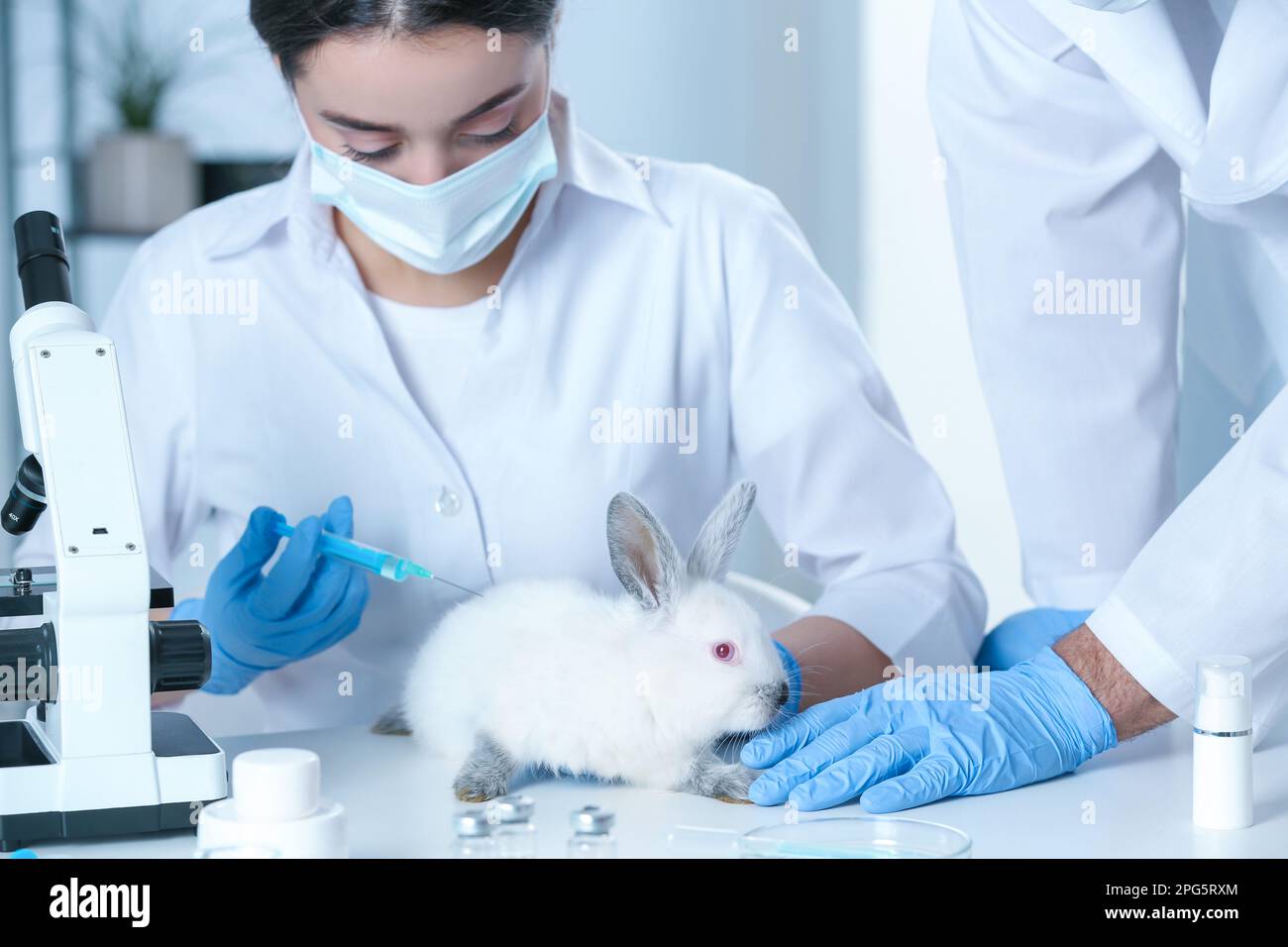 Scientists working with rabbit in chemical laboratory. Animal testing ...