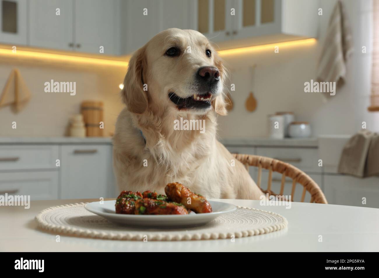 Cute hungry dog sitting in front of plate with fried meat indoors Stock ...