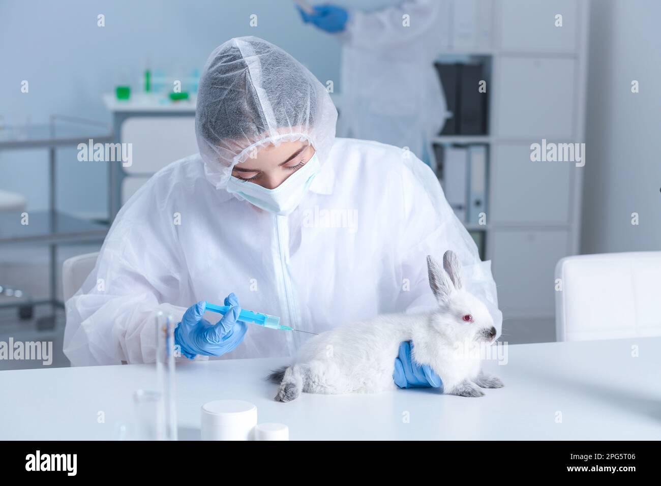 Scientist working with rabbit in chemical laboratory. Animal testing ...