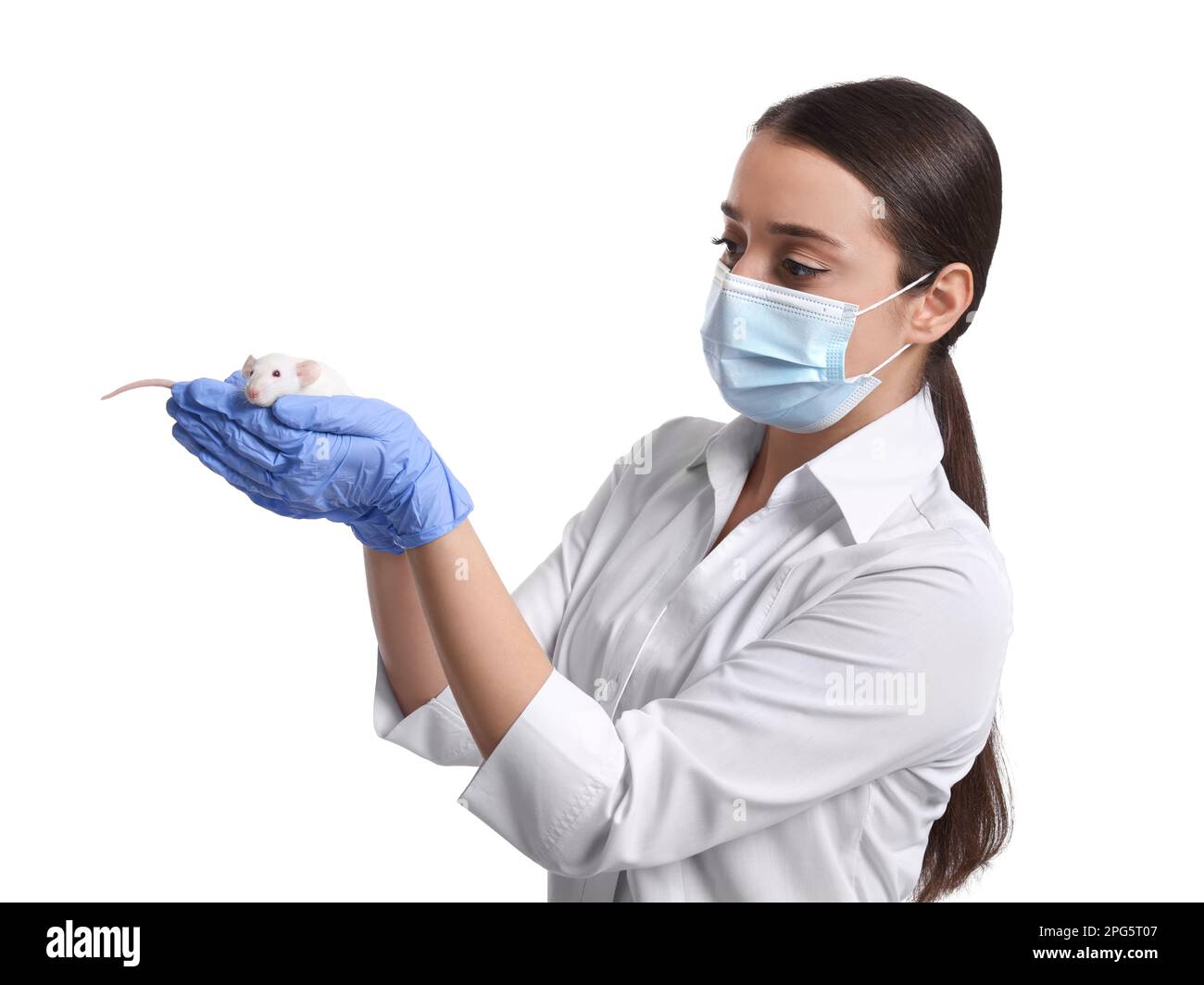Scientist holding rat on white background. Animal testing Stock Photo ...