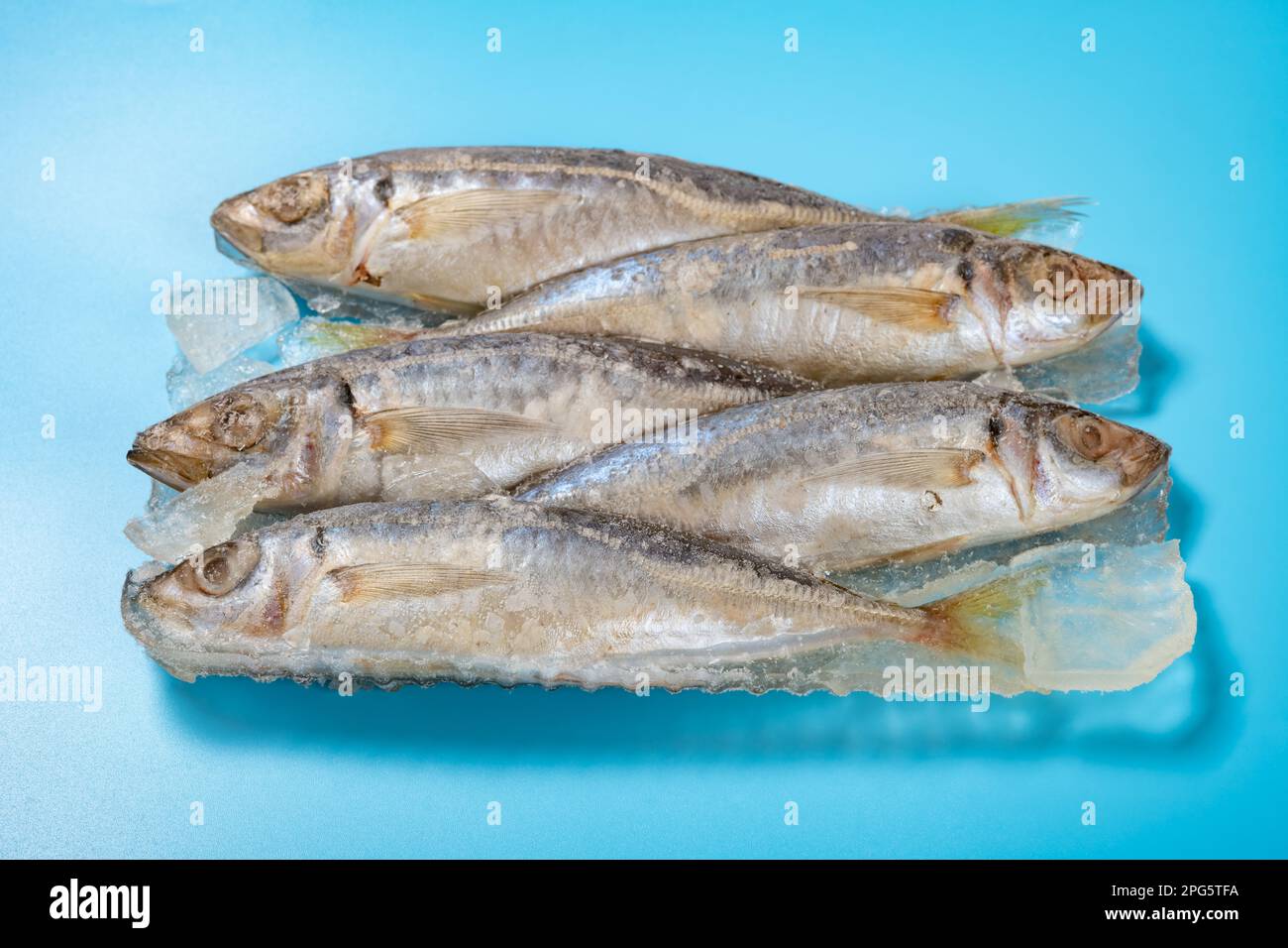 angle view frozen brown-striped mackerel scads on blue background Stock ...