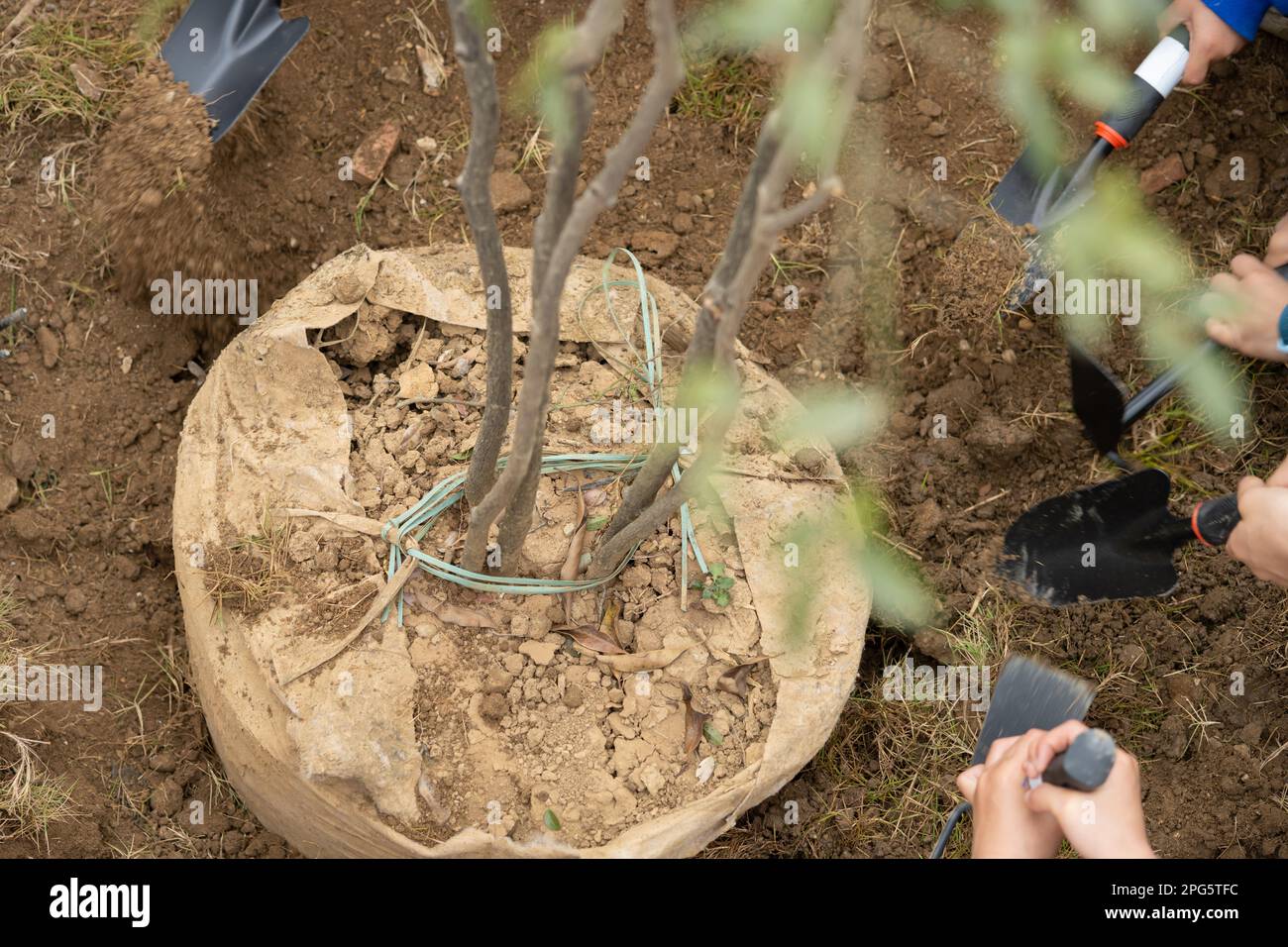 kids doing tree planting horizontal composition Stock Photo - Alamy