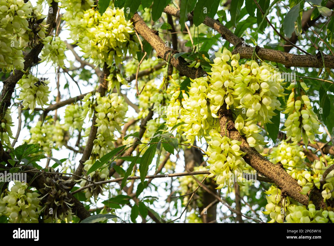 blooming mucuna birdwoodiana tutch in Spring horizontal composition ...