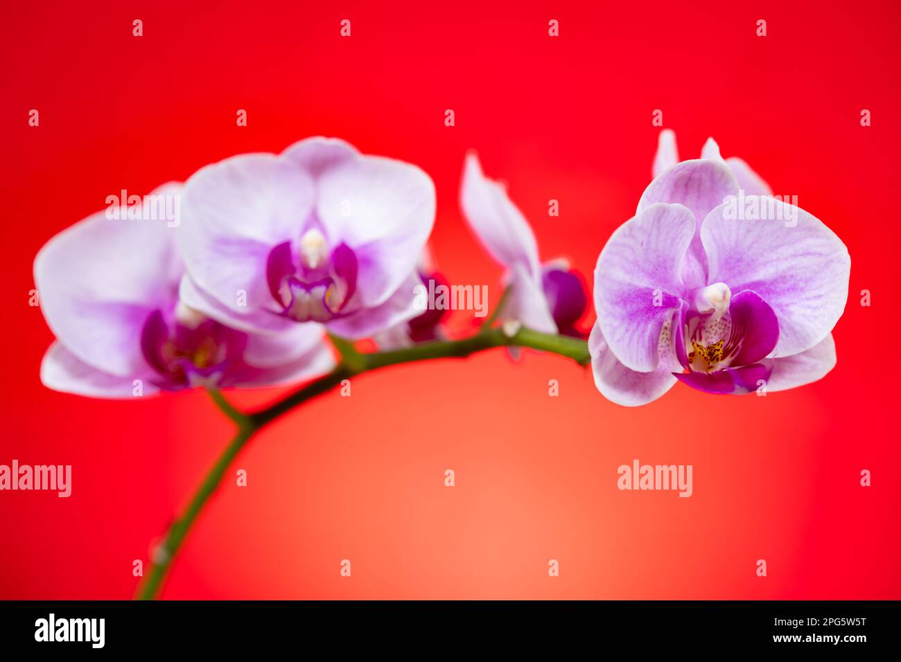 blooming orchids on a red background horizontal composition Stock Photo ...
