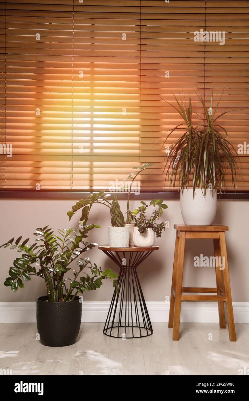 Different houseplants on floor near window. Interior design Stock Photo ...