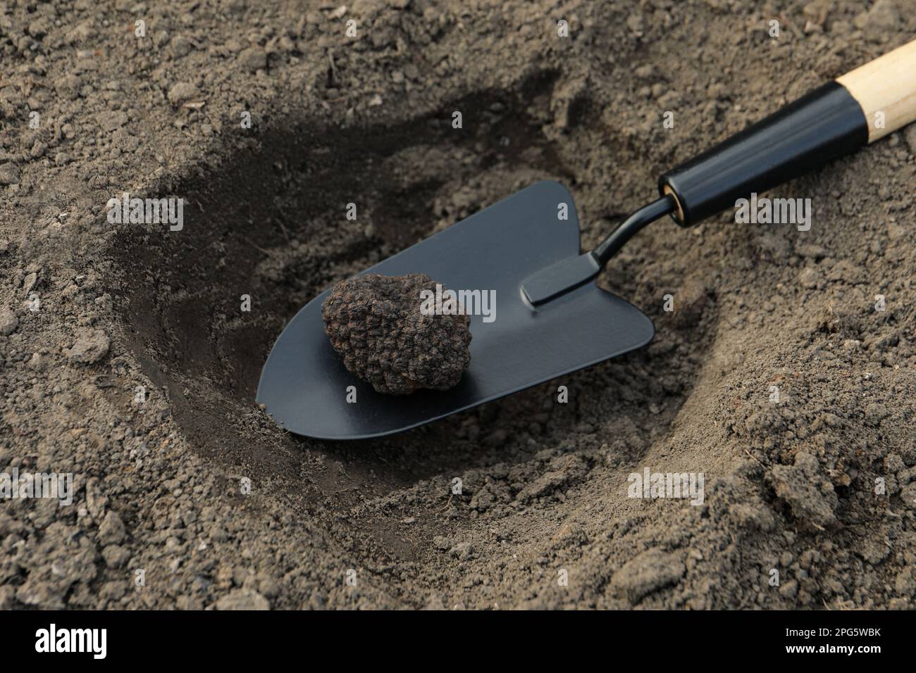 Truffle hunting in forest hi-res stock photography and images - Alamy