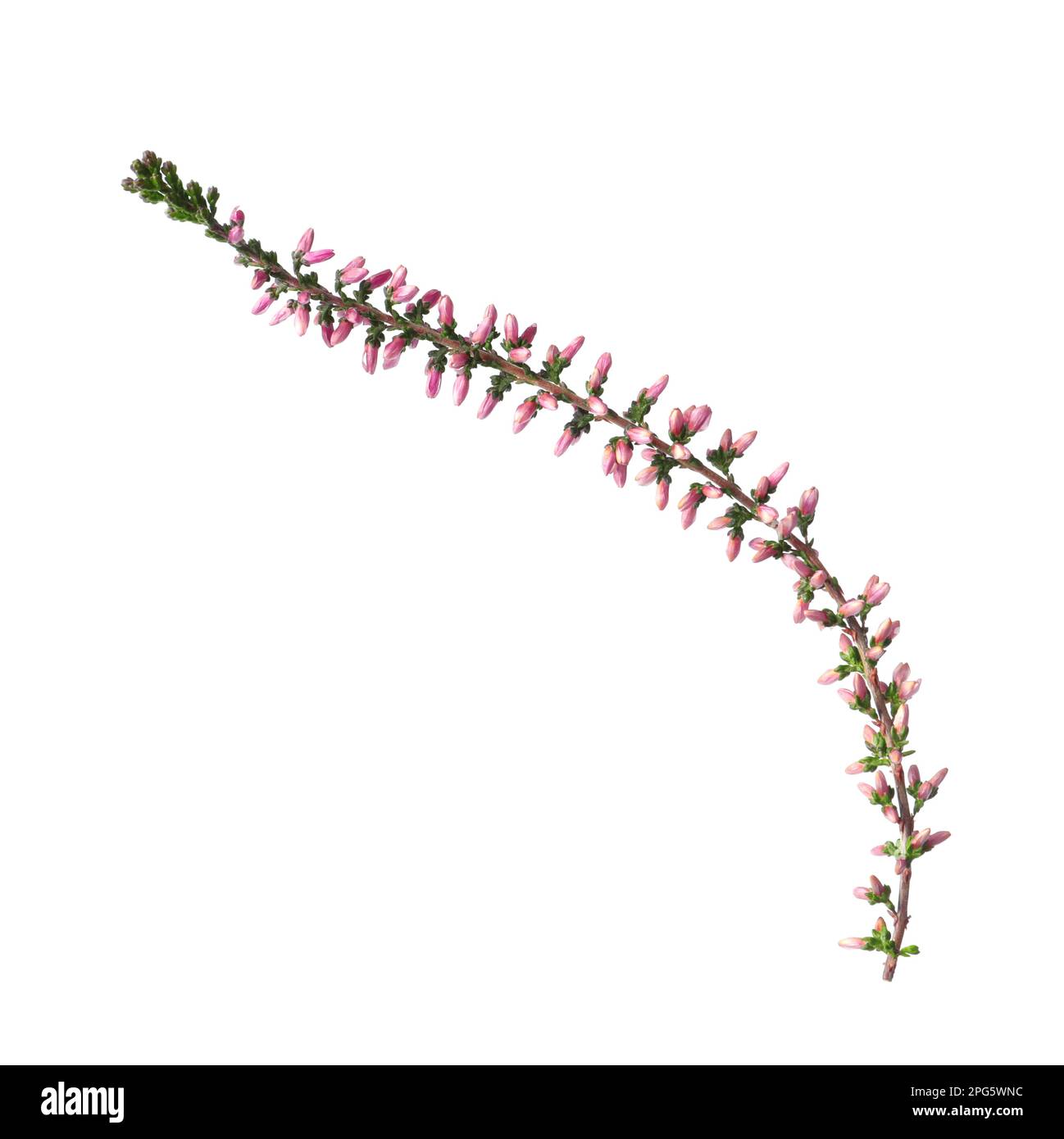 Heather sprig Cut Out Stock Images & Pictures - Alamy