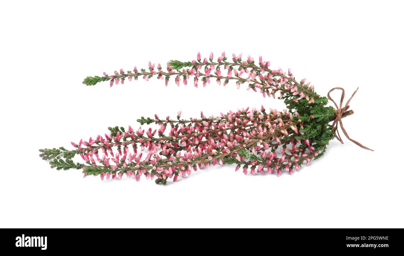 Bunch of heather branches with beautiful flowers isolated on white ...