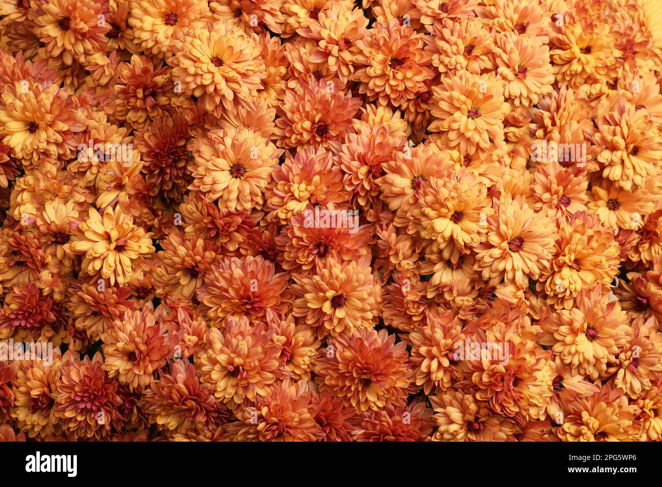 Top view of beautiful orange Chrysanthemum flowers Stock Photo - Alamy