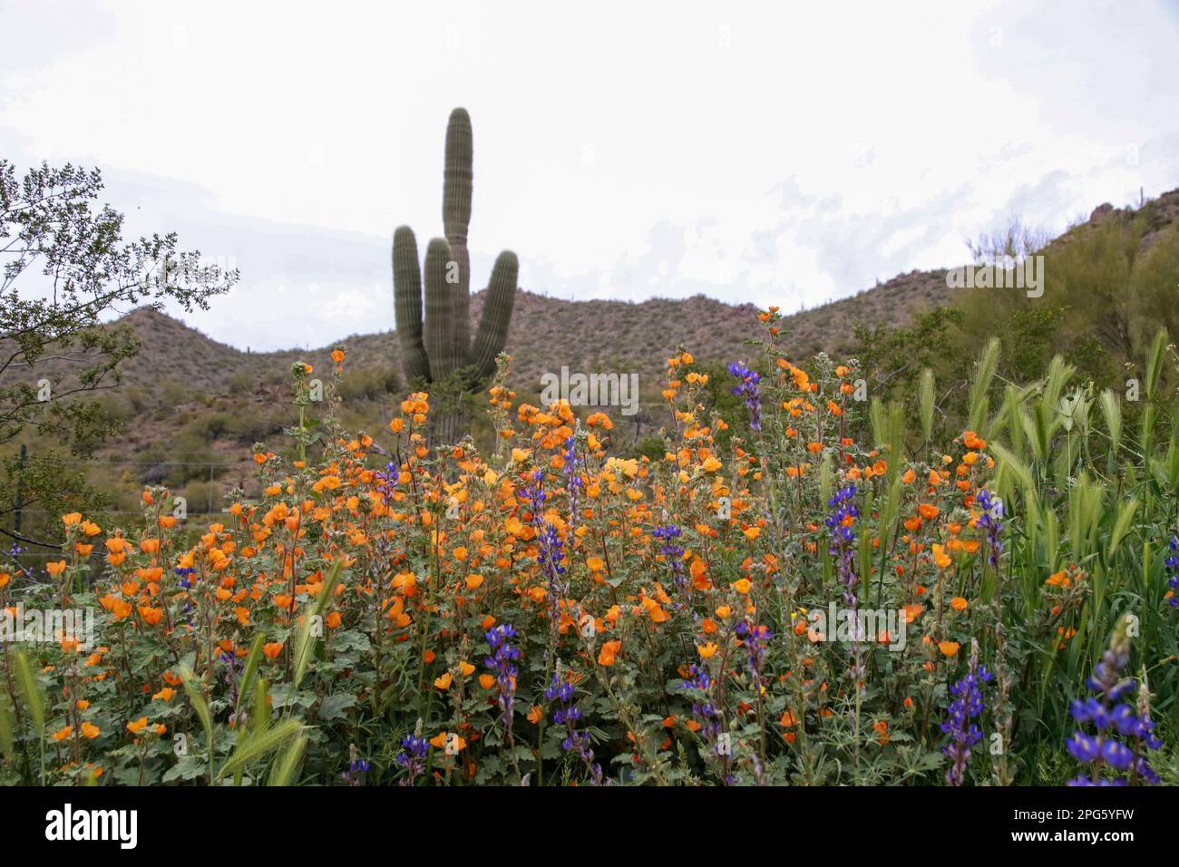 Wildflowers in bloom along Bush Highway in Mesa, Arizona on the 1st day ...
