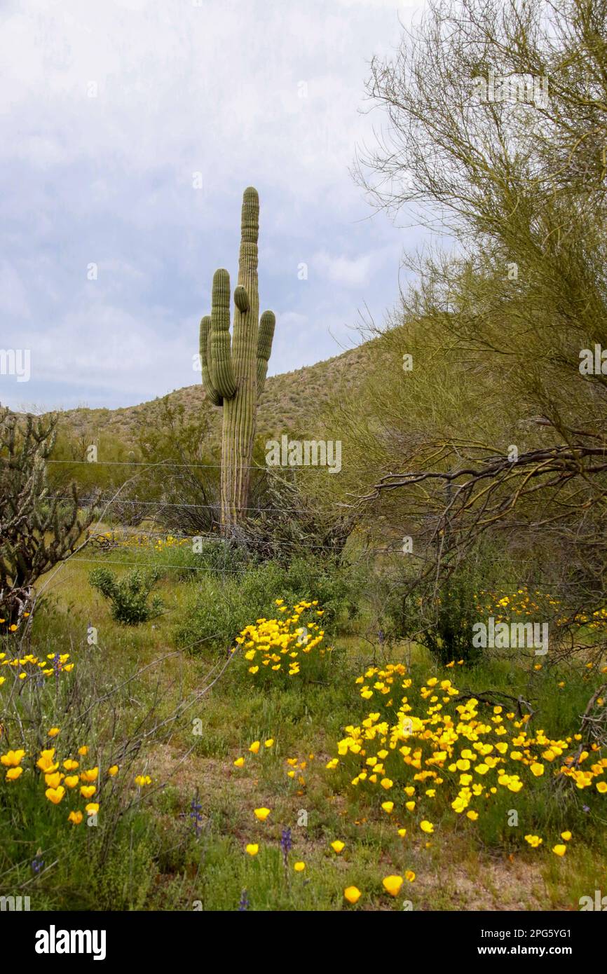 Wildflowers in bloom along Bush Highway in Mesa, Arizona on the 1st day ...