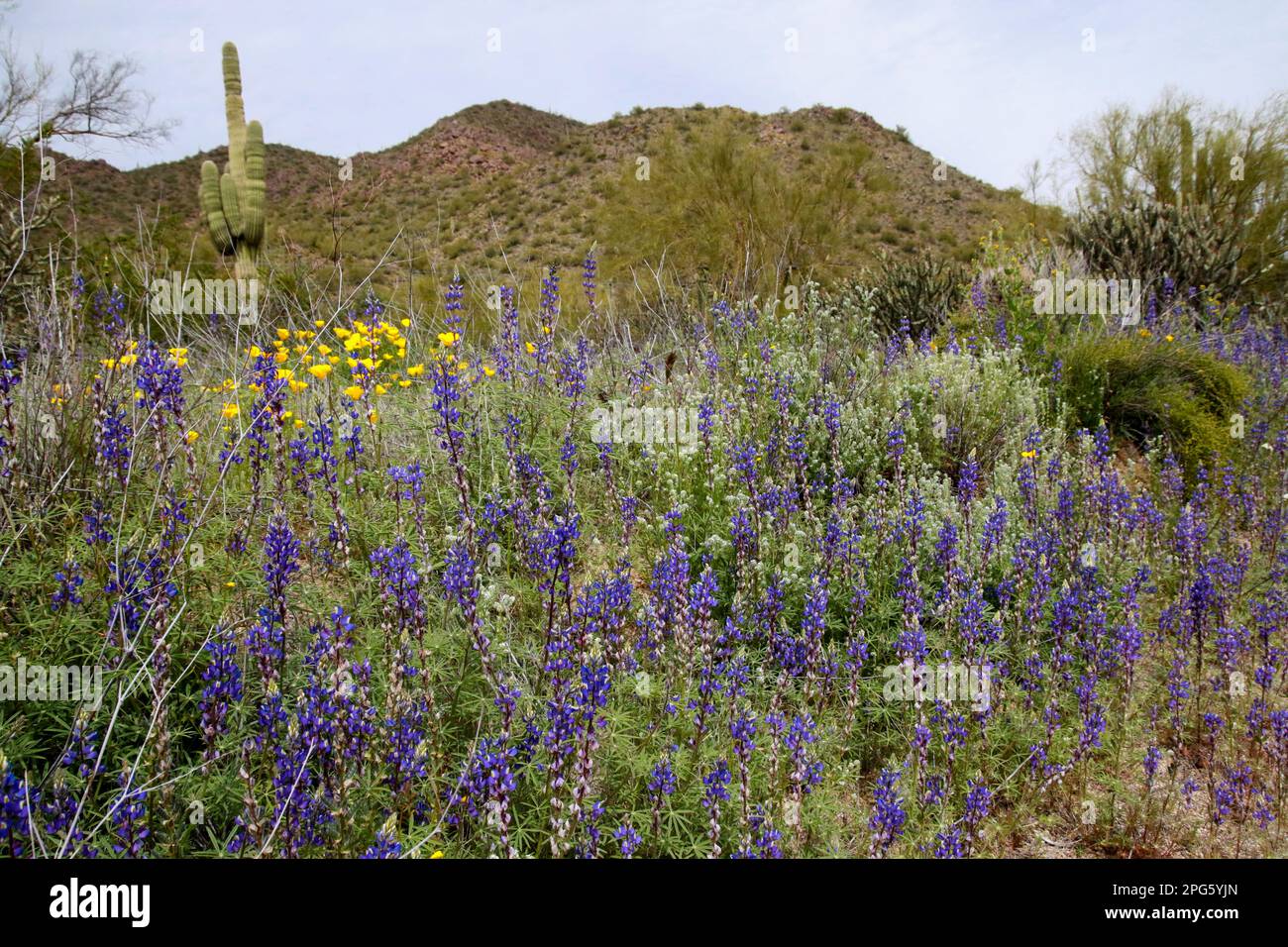 Wildflowers in bloom along Bush Highway in Mesa, Arizona on the 1st day ...