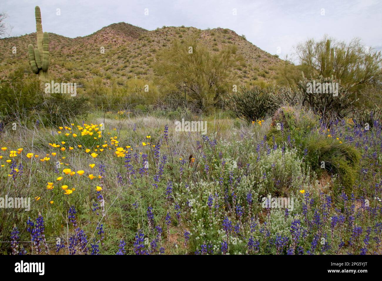 Wildflowers in bloom along Bush Highway in Mesa, Arizona on the 1st day ...