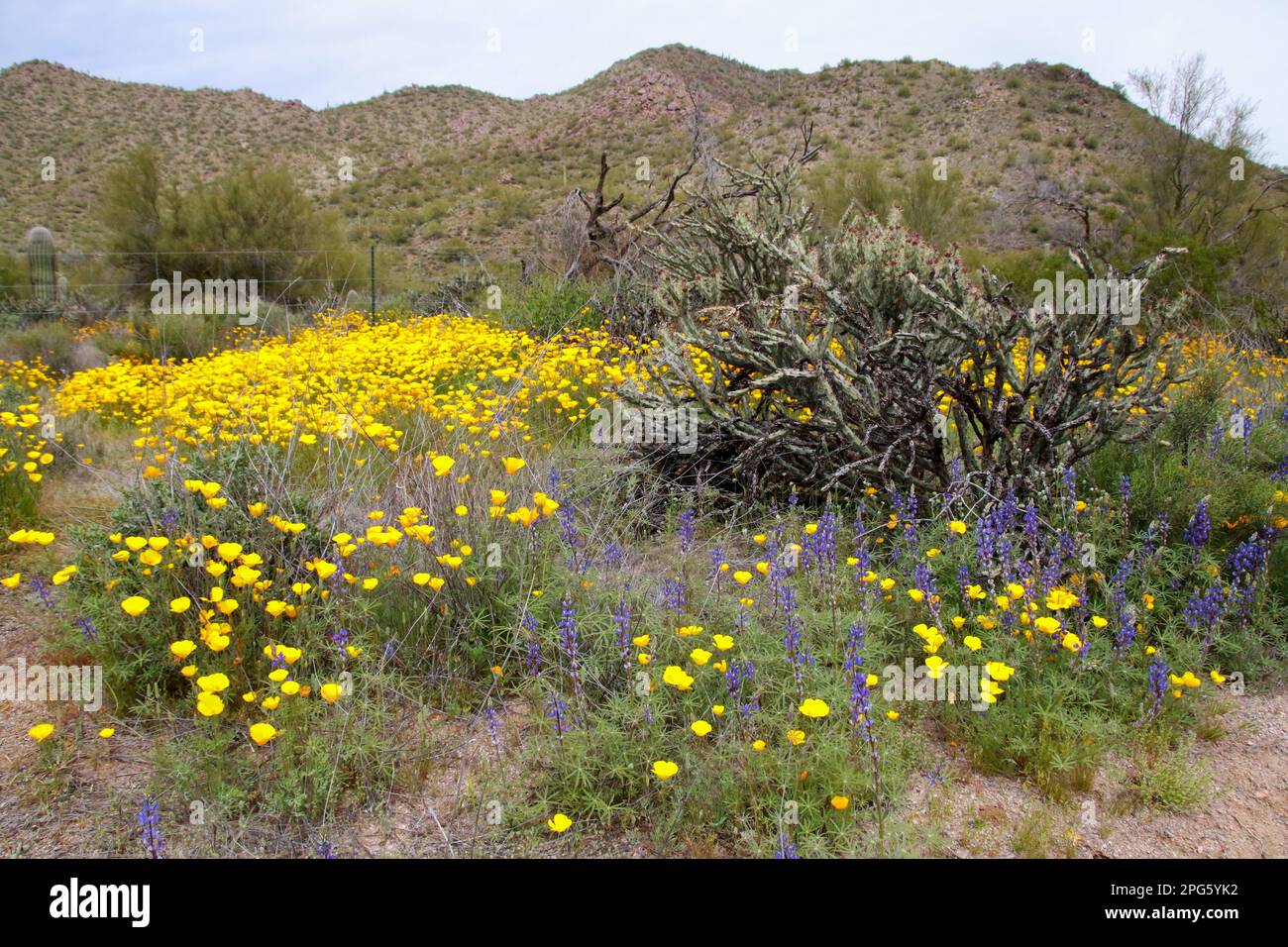 Wildflowers in bloom along Bush Highway in Mesa, Arizona on the 1st day ...