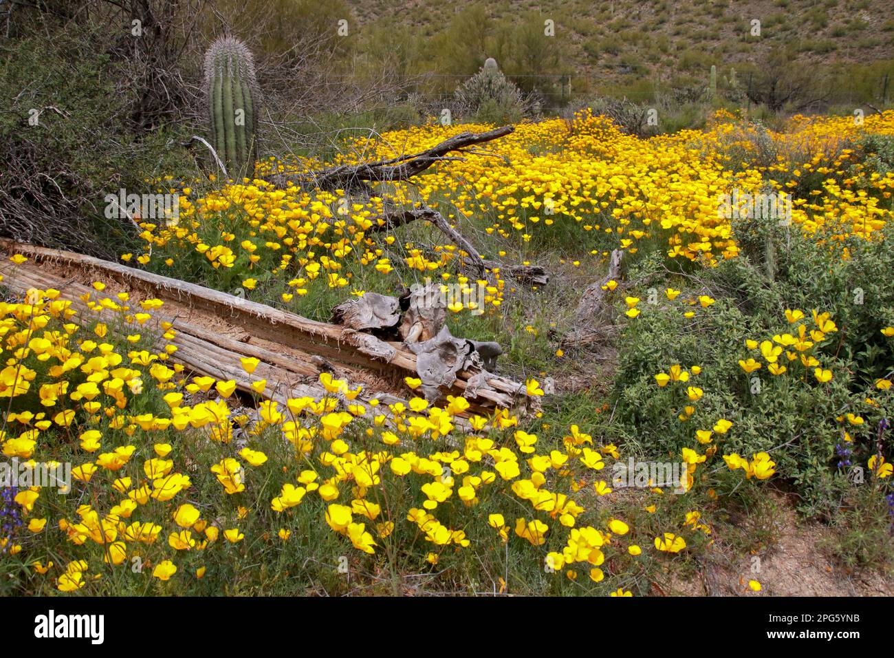 Wildflowers in bloom along Bush Highway in Mesa, Arizona on the 1st day ...